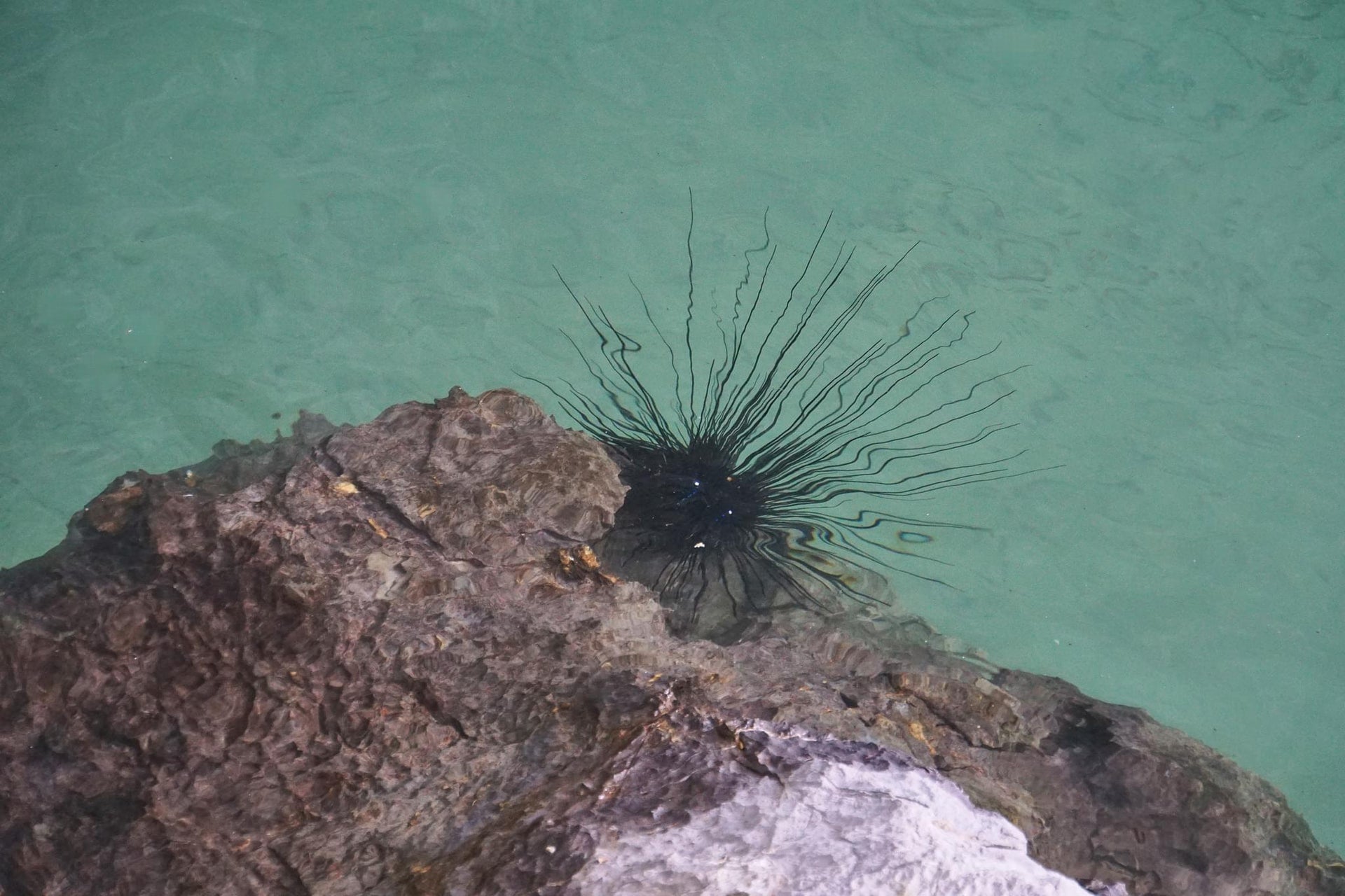 164 photos of Inner Island Lagoon – Fotoref