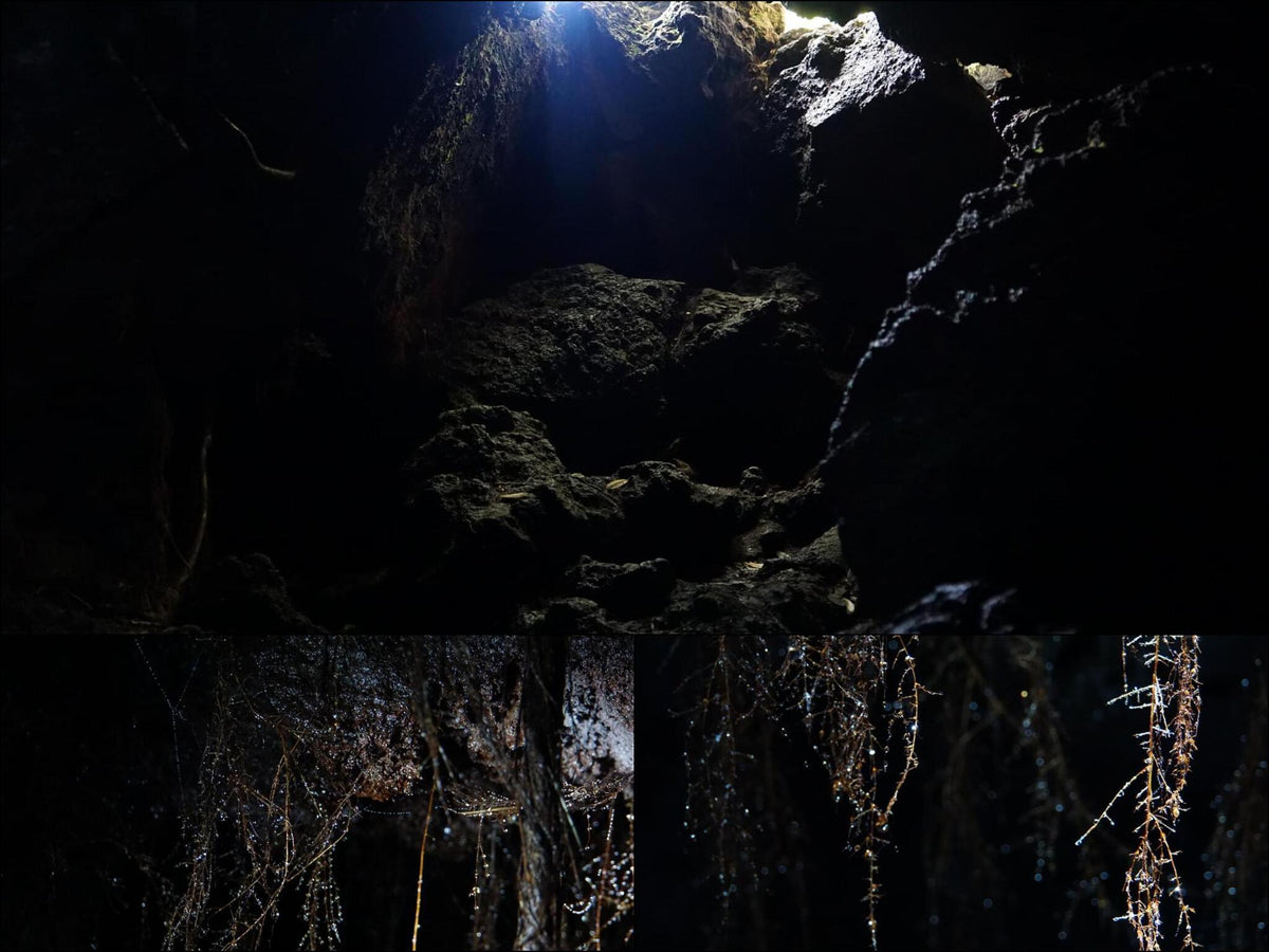 200 photos of Cave Tree Roots – Fotoref