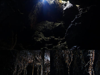 200 photos of Cave Tree Roots – Fotoref