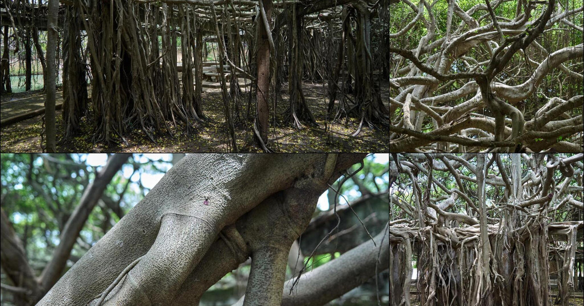 156 photos of Sprawling Banyan Tree Colony – Fotoref