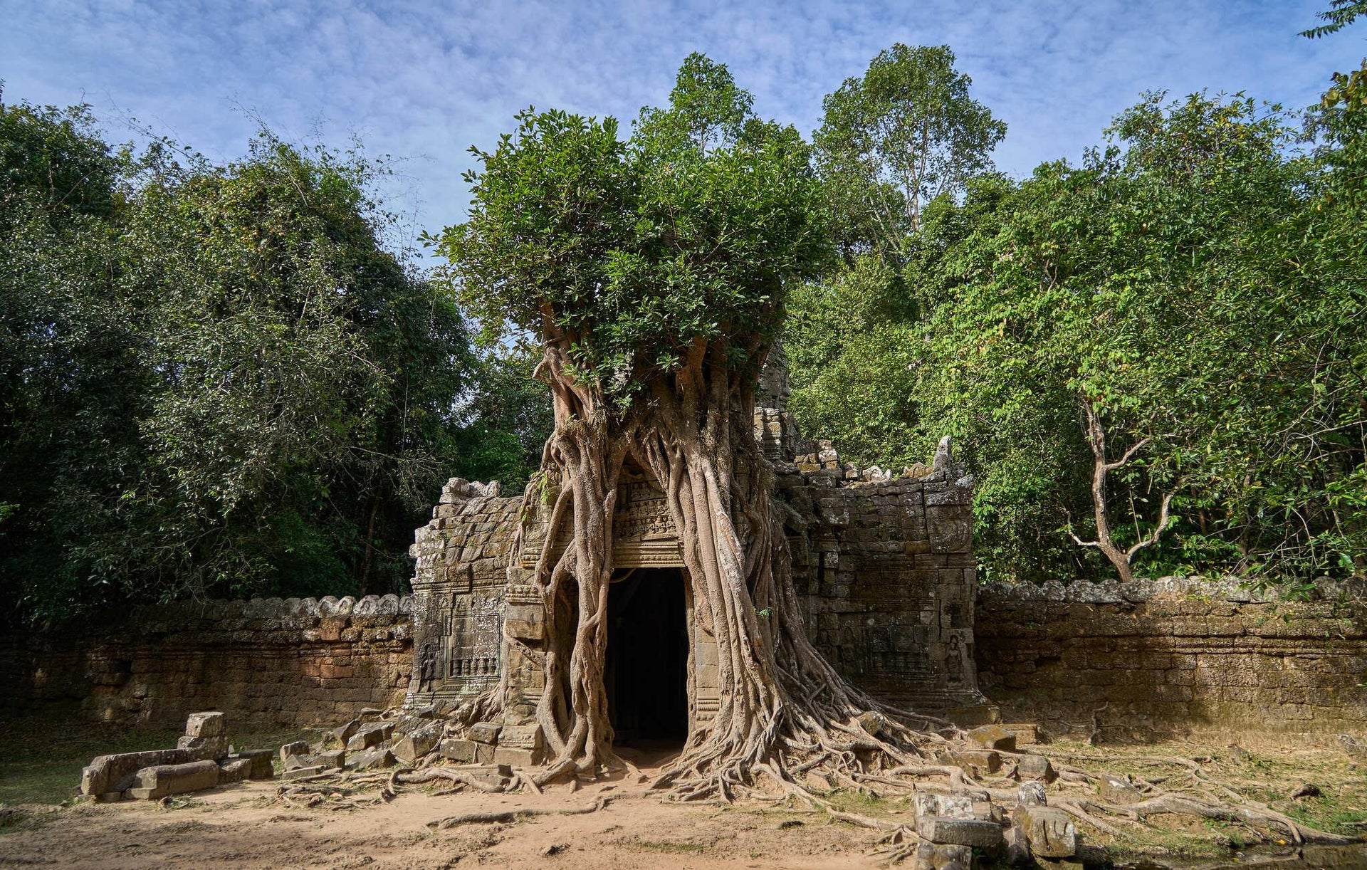 155 photos of Overgrown Entrance Khmer Temple – Fotoref