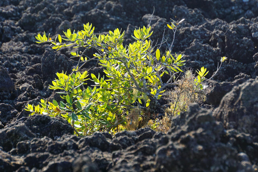 376 photos of Volcanic Island Lava Rock Fields – Fotoref