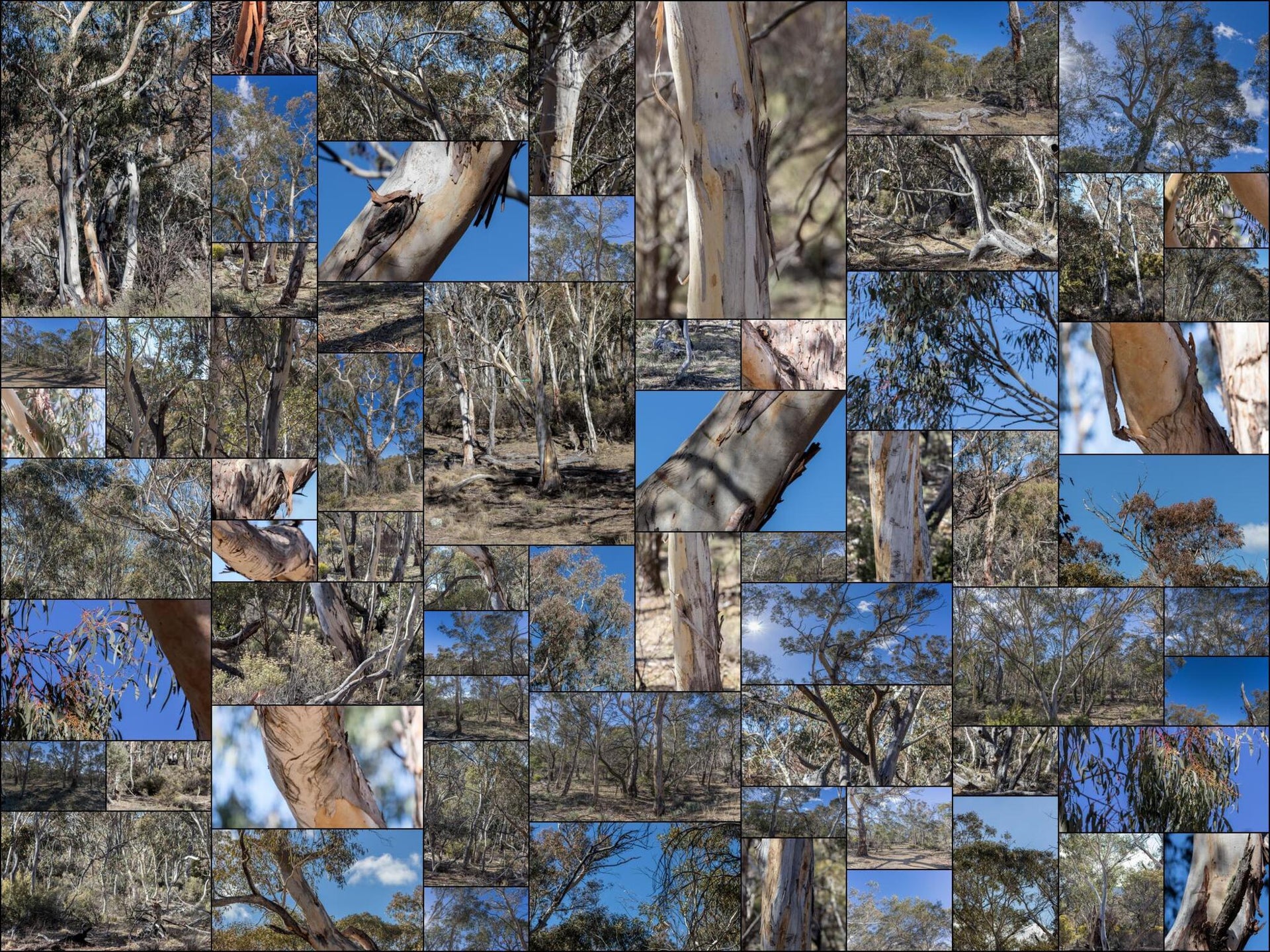 64 photos of Eucalyptus Forest – Fotoref