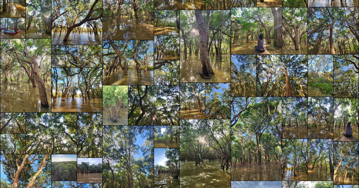 131 photos of Flooded Mangrove Forest – Fotoref