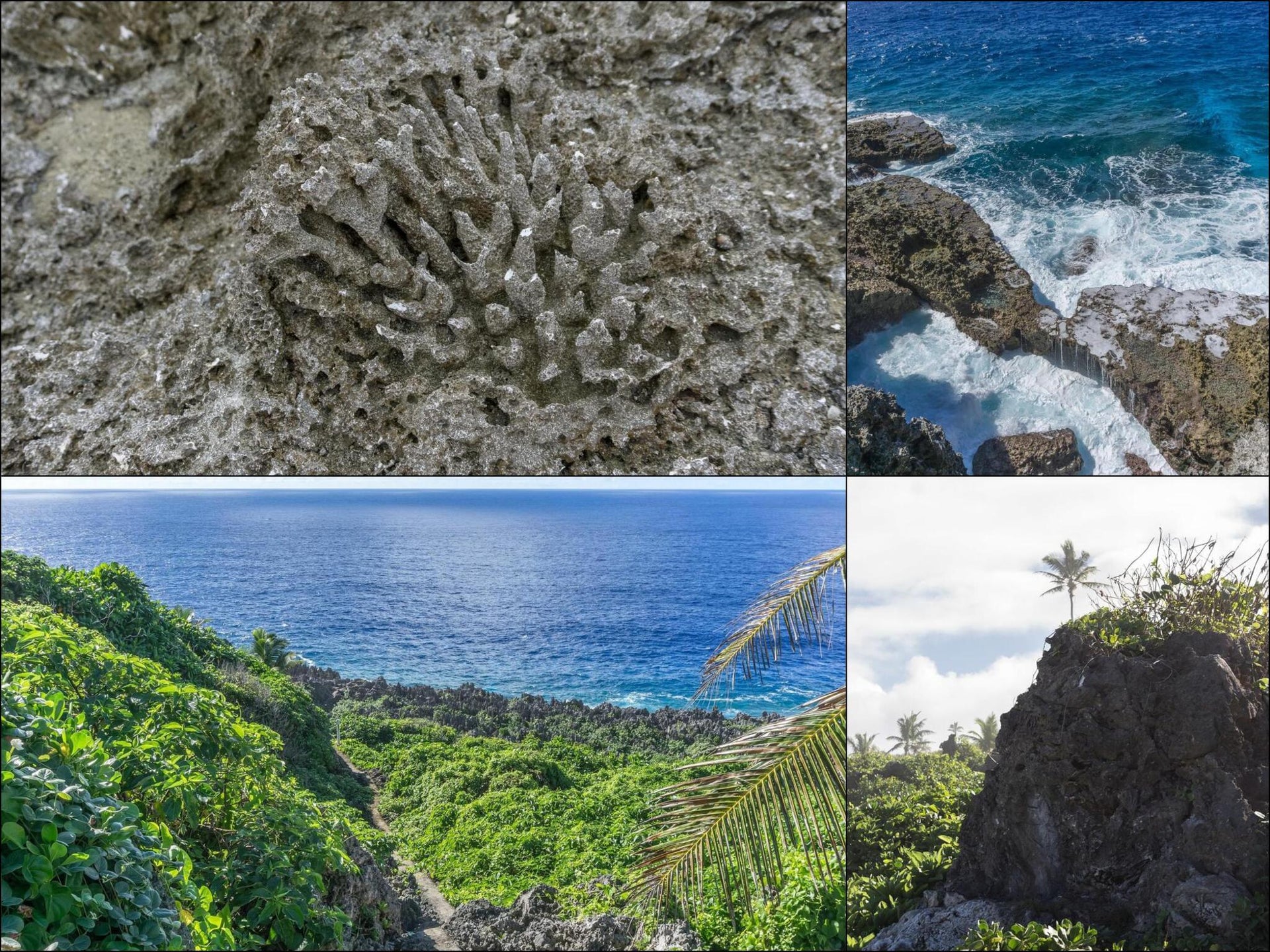 280 photos of Razor-Sharp Coral Formations – Fotoref