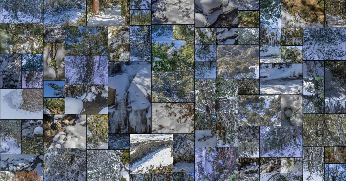 518 photos of Subtropical Rainforest in Snow – Fotoref