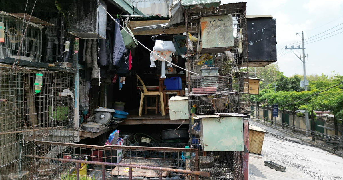 61 photos of Slums Corner Building with Caged Parrots – Fotoref