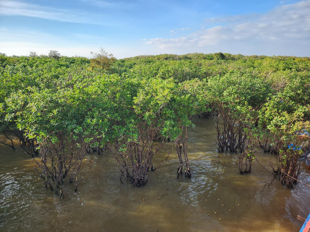131 photos of Flooded Mangrove Forest – Fotoref