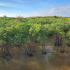 131 photos of Flooded Mangrove Forest – Fotoref