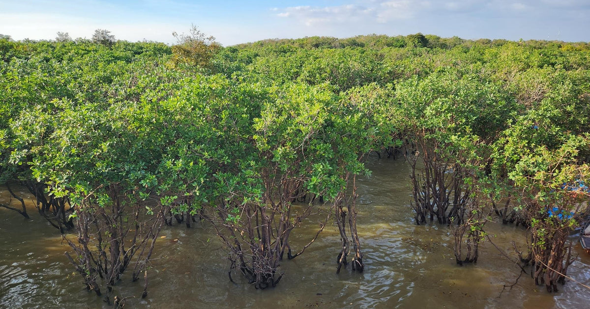 131 photos of Flooded Mangrove Forest – Fotoref