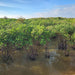 131 photos of Flooded Mangrove Forest – Fotoref