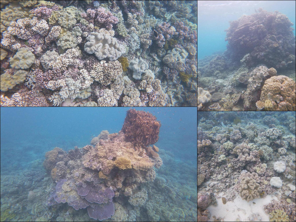 390 photos of Great Barrier Coral Reef Columns and Floor – Fotoref