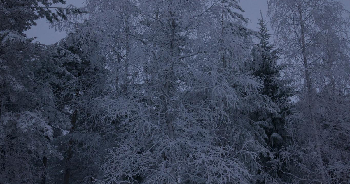 327 photos of Frosty Trees – Fotoref