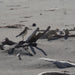 241 photos of Gray Dunes – Fotoref