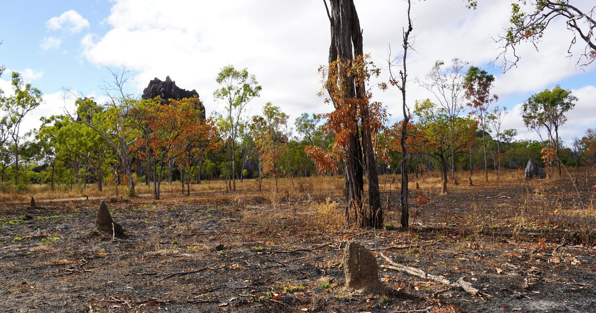 108 photos of Burned Termite Bush Forest – Fotoref