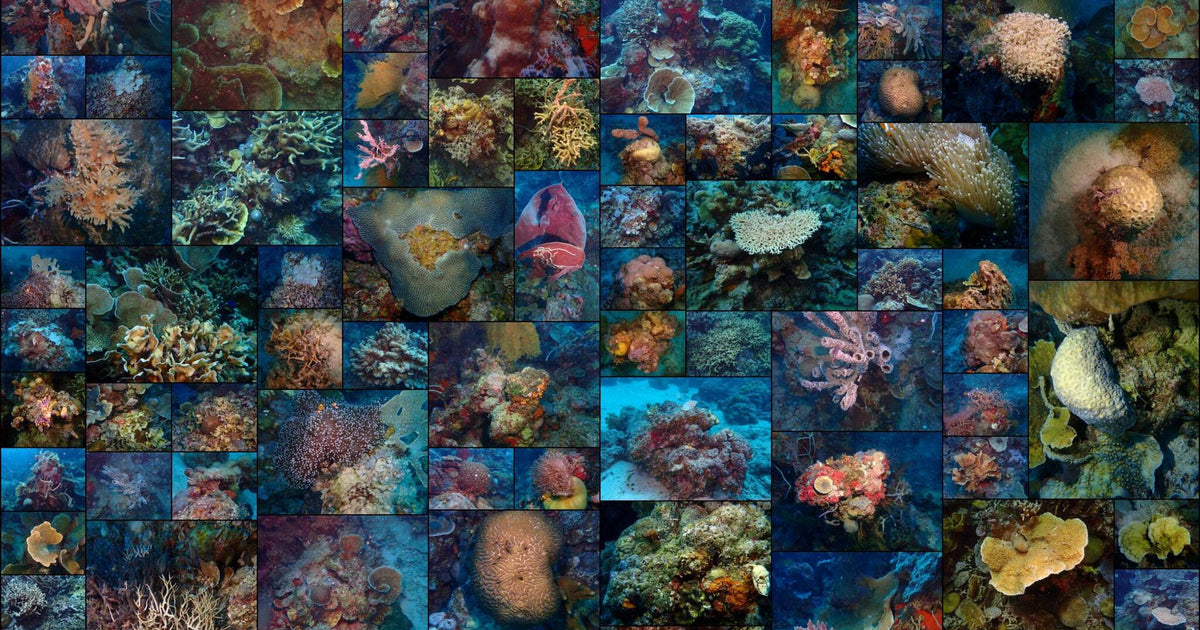 260 photos of Overlit Coral – Fotoref