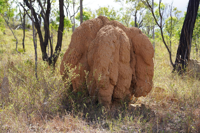 170 photos of Large Brown Termite Mounds – Fotoref