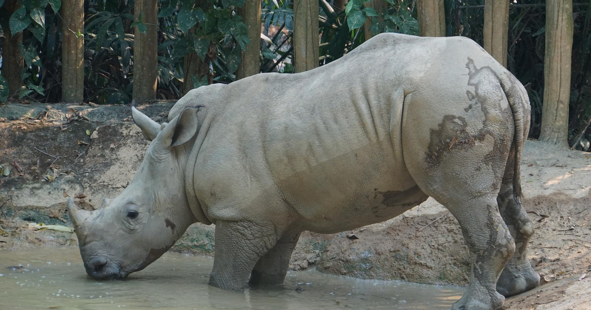 151 photos of White Rhinos – Fotoref