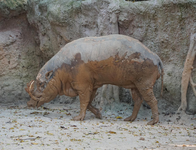 147 photos of Babirusa – Fotoref