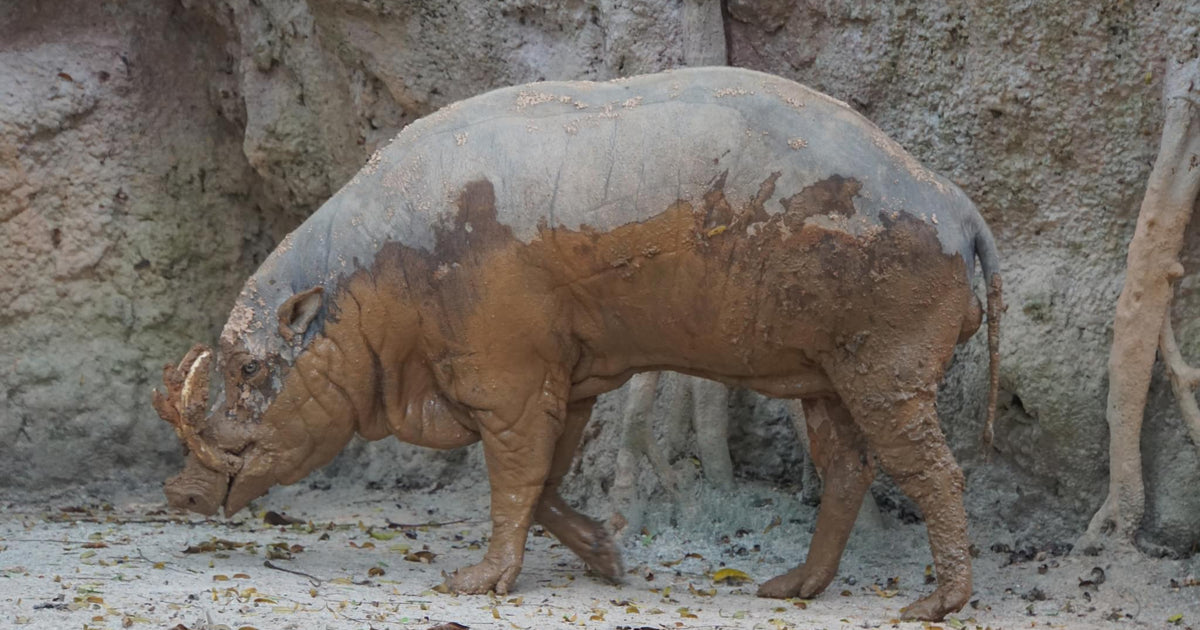 147 photos of Babirusa – Fotoref