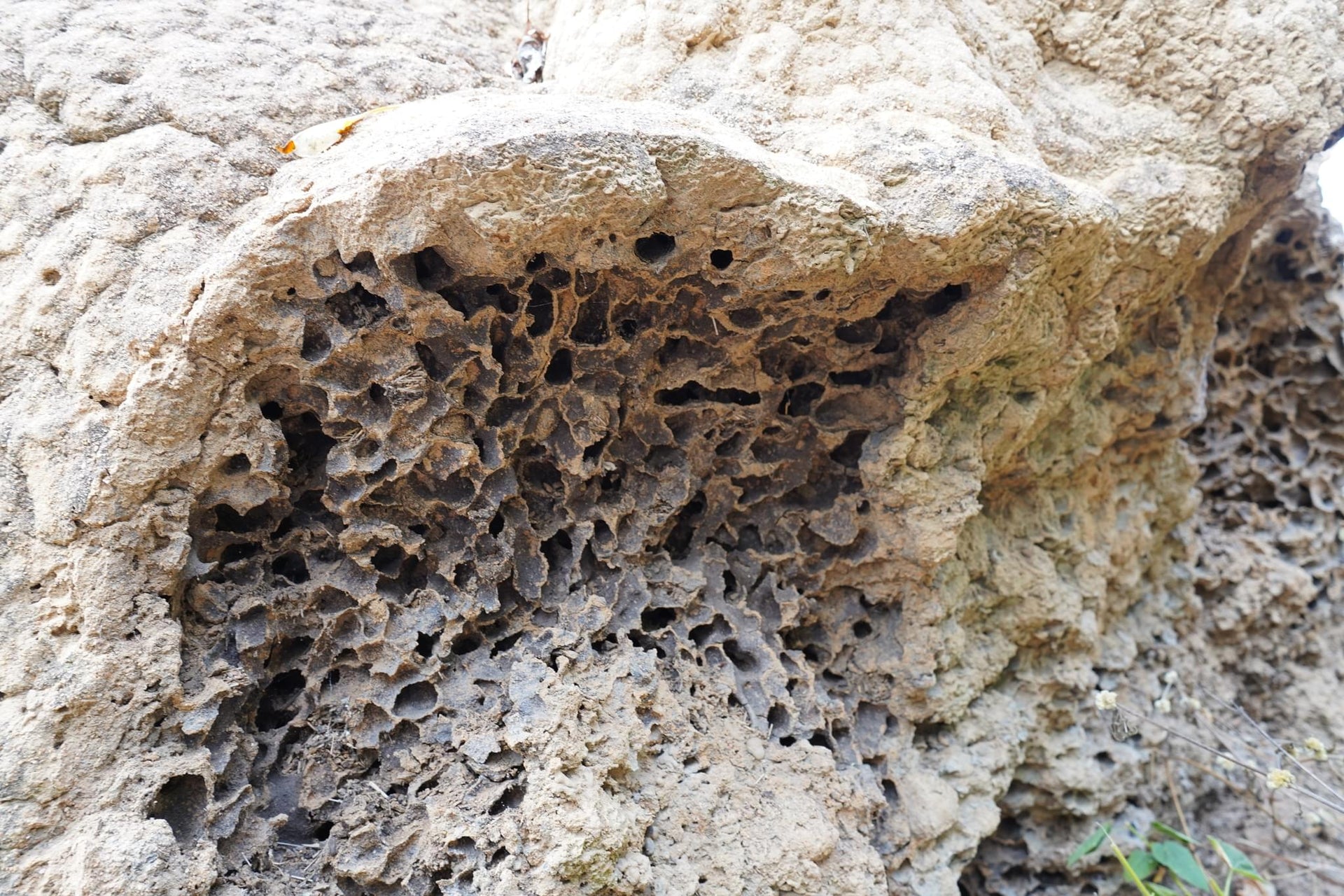 170 photos of Large Brown Termite Mounds – Fotoref