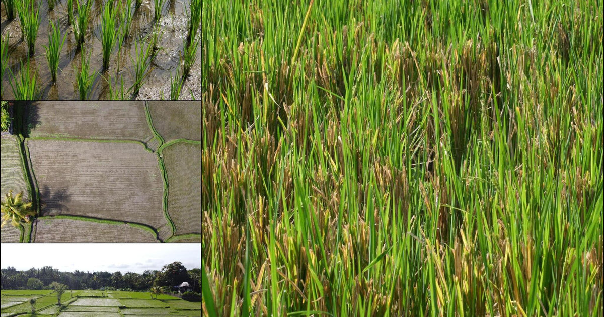 216 photos of Bali Rice Paddies – Fotoref