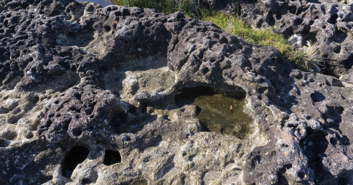 70 photos of Sponge Marine Rocks and Boulders – Fotoref