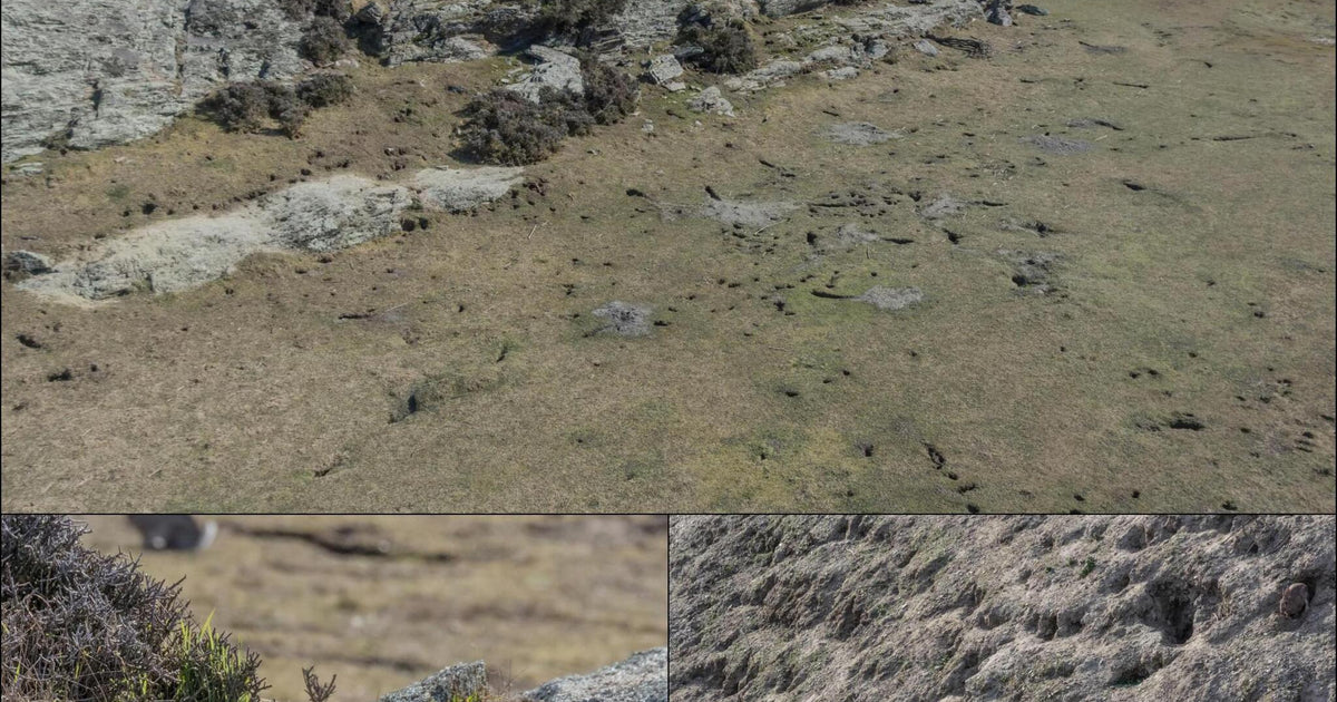 198 photos of Rogue Rabbit Colony – Fotoref