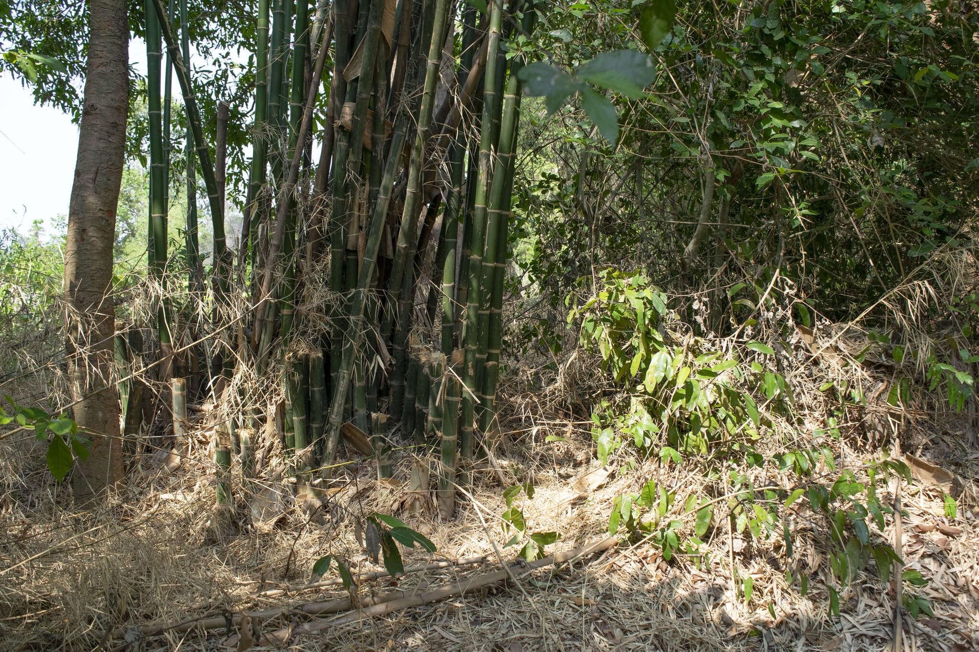 219 photos of Southeast Asia Forest – Fotoref