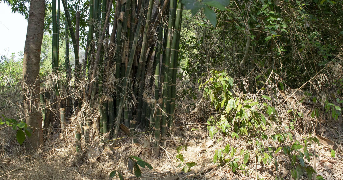 219 photos of Southeast Asia Forest – Fotoref