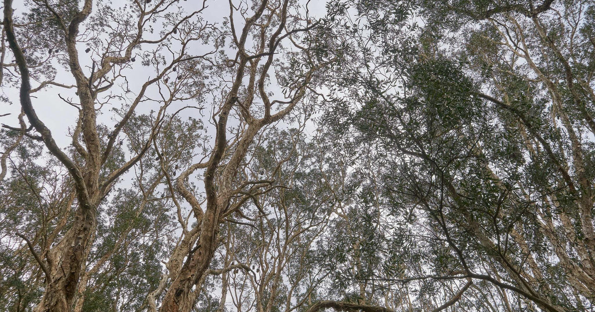 102 photos of Dense Swamp – Fotoref