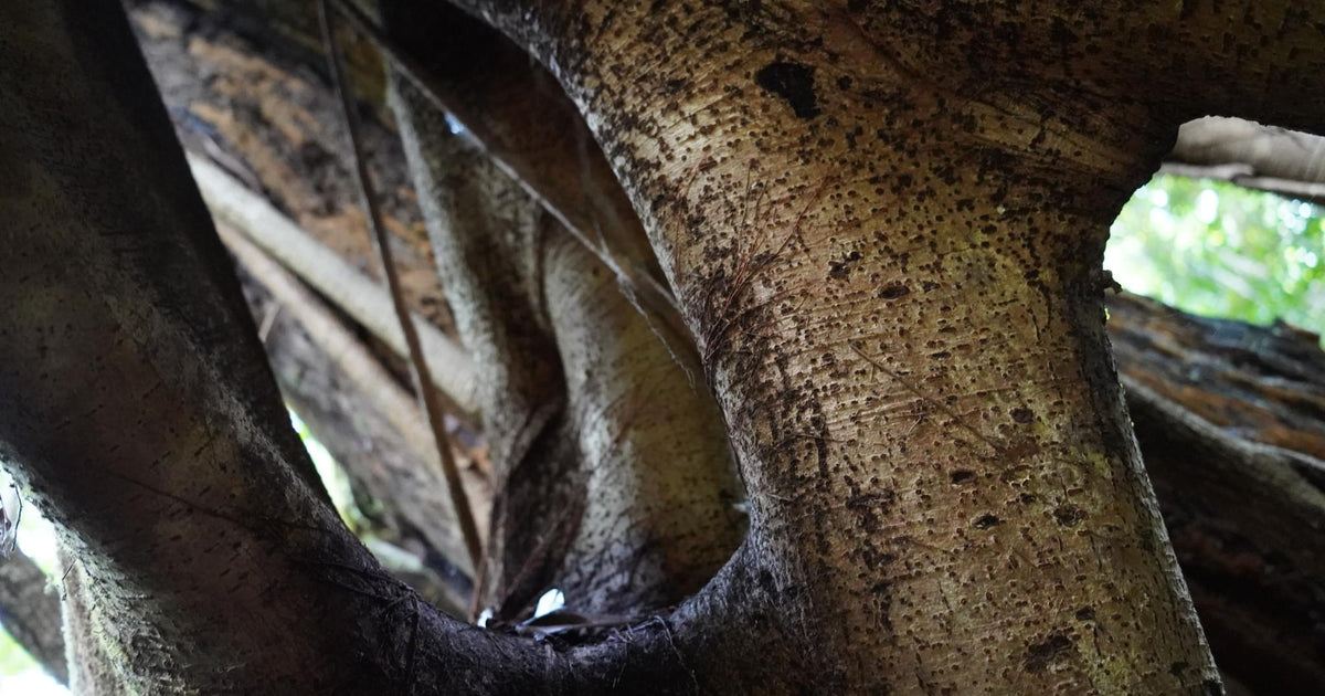 119 photos of Giant Parasite Plant Consuming Another Tree – Fotoref