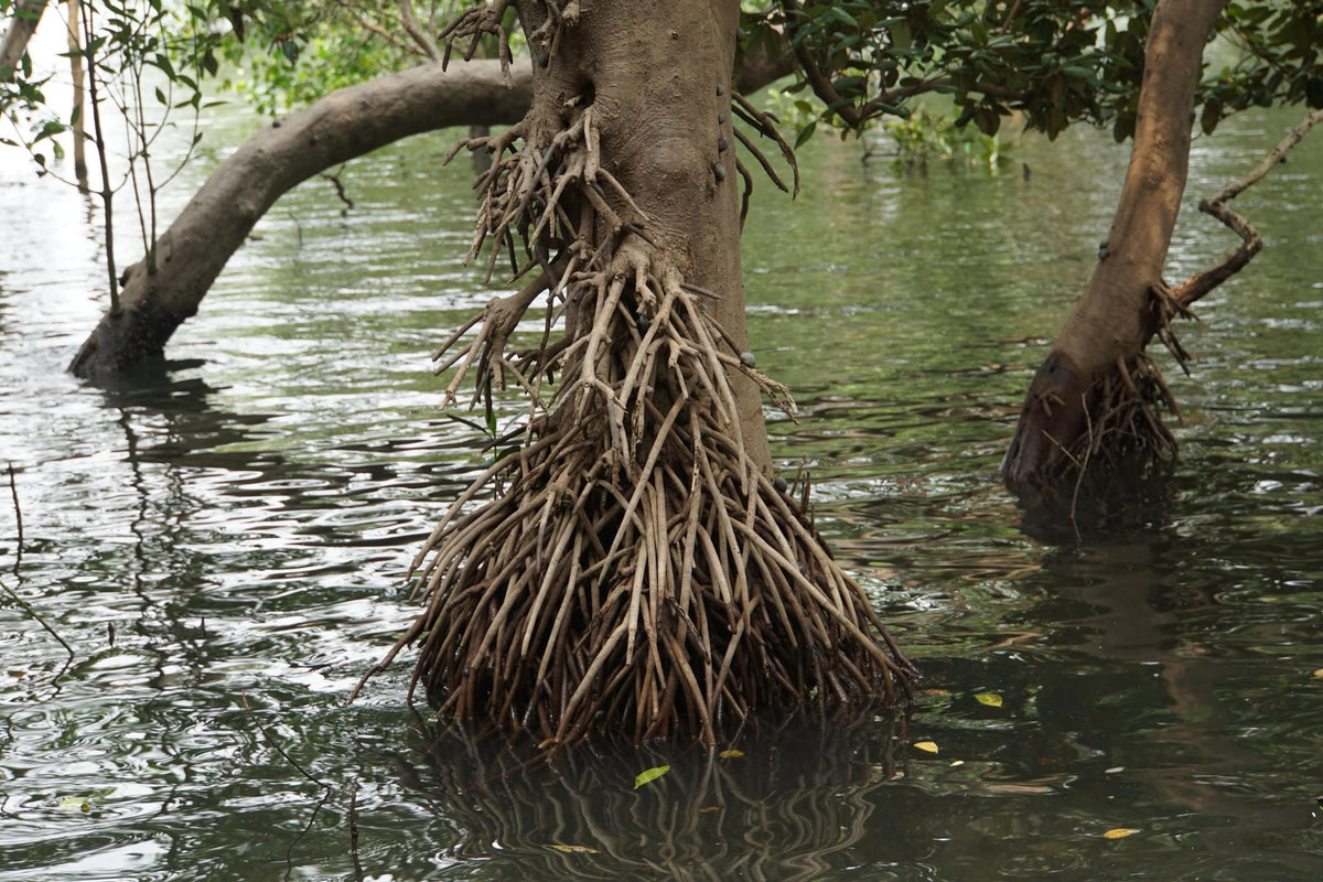 676 photos of Mangrove Swamps – Fotoref