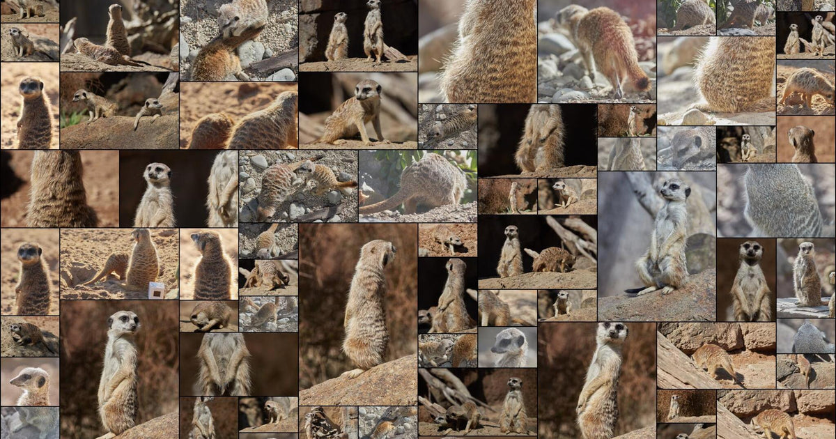 172 photos of Meerkats – Fotoref