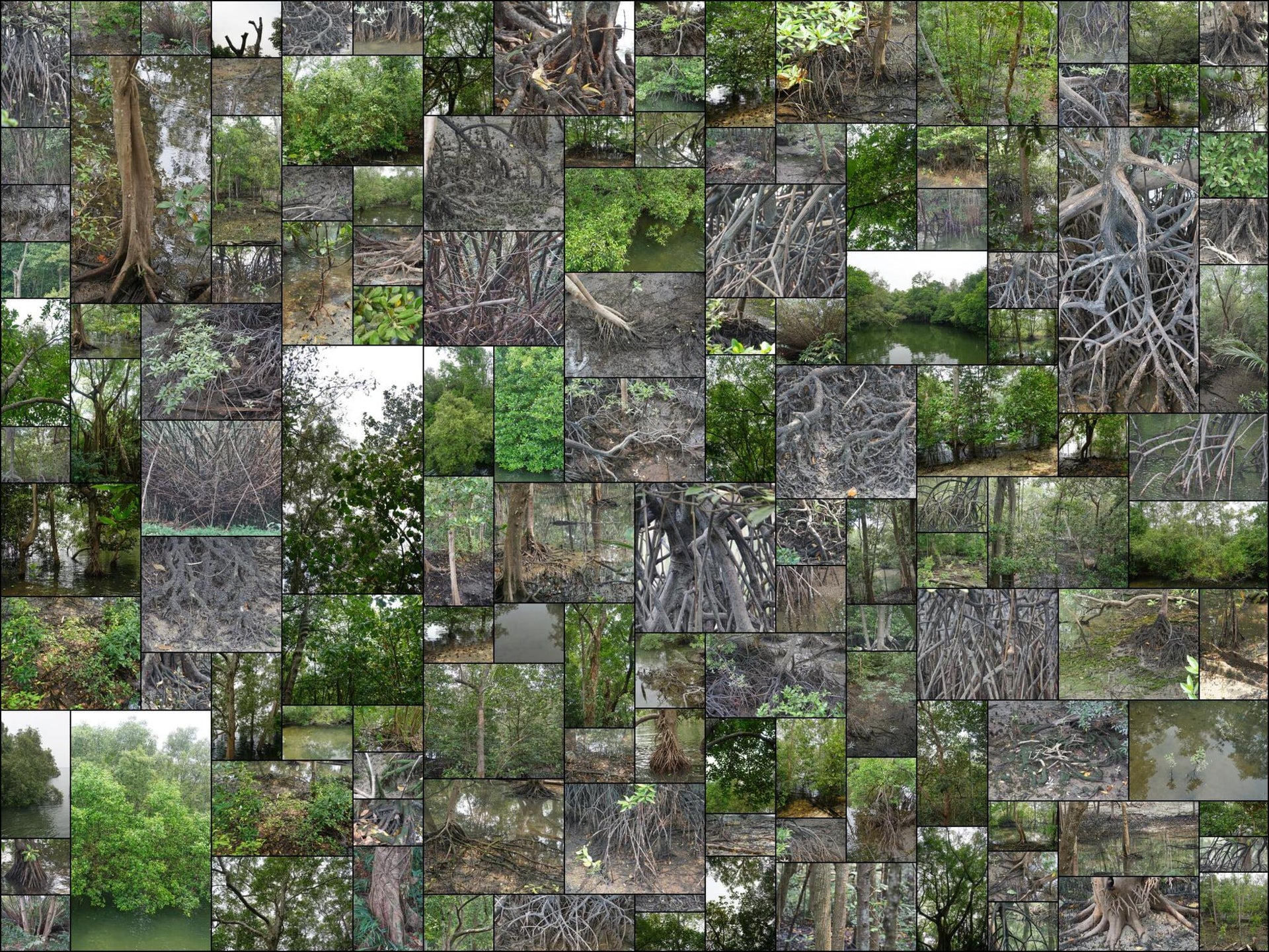 676 photos of Mangrove Swamps – Fotoref