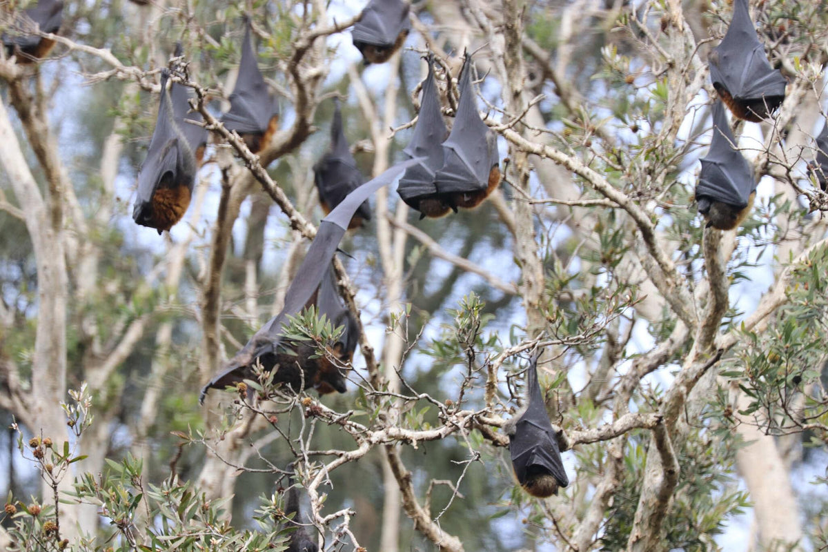 171 photos of Flying Foxes – Fotoref