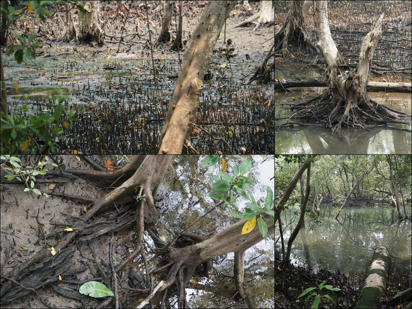 676 photos of Mangrove Swamps – Fotoref