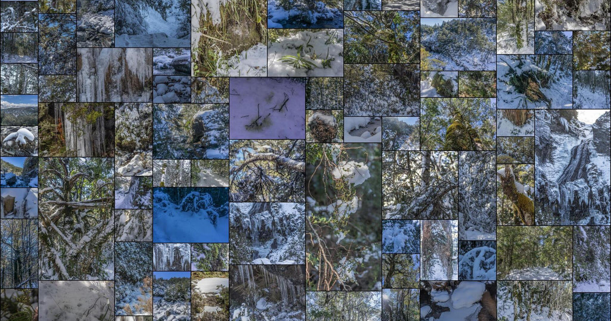 518 photos of Subtropical Rainforest in Snow – Fotoref