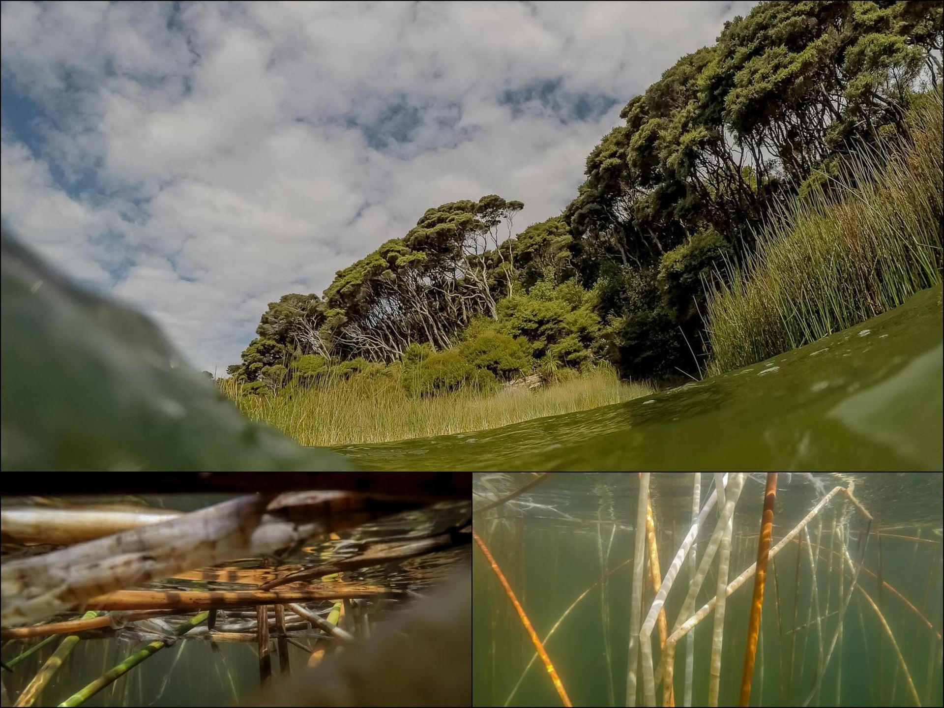 371 photos of Underwater Ghost Reeds – Fotoref