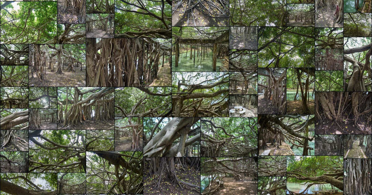 156 photos of Sprawling Banyan Tree Colony – Fotoref