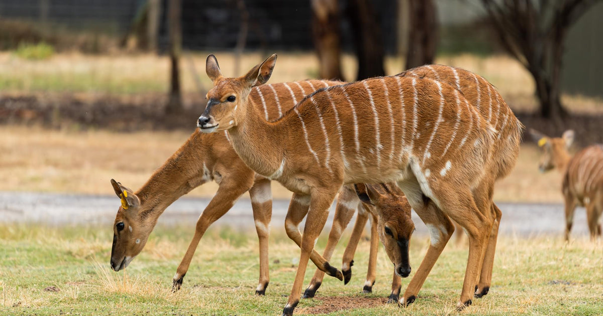 224 photos of Antelopes – Fotoref