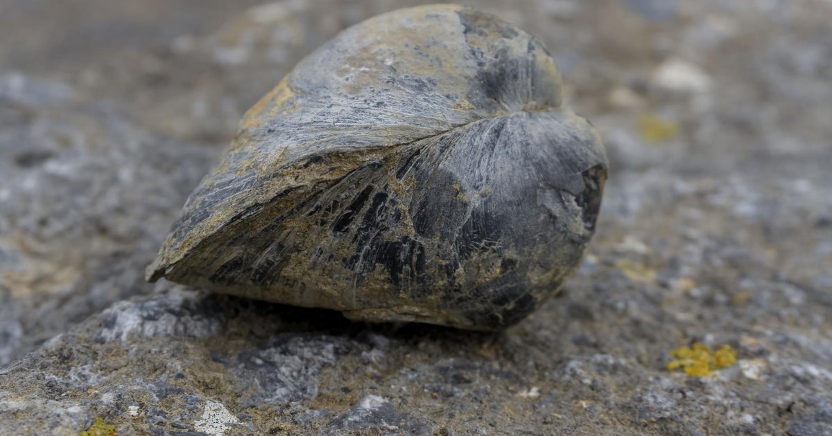 264 photos of Fossilized Shells Cliff Formation – Fotoref