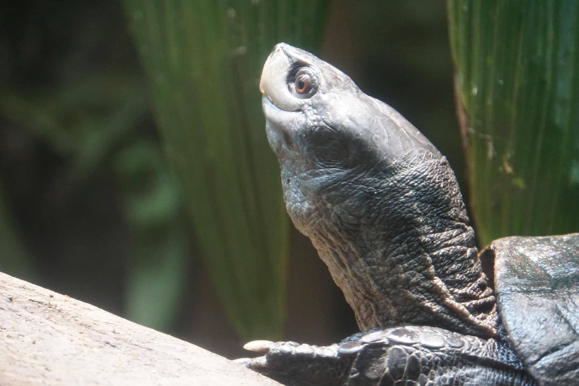 97 photos of Snake-Necked Turtle – Fotoref