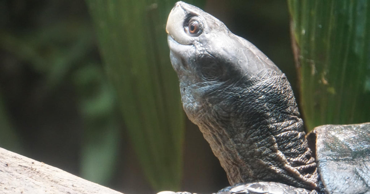 97 photos of Snake-Necked Turtle – Fotoref