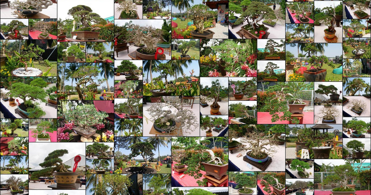 87 photos of Bonsai Trees – Fotoref