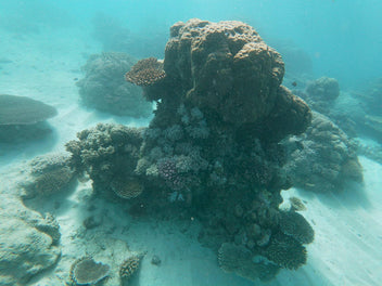 377 photos of Great Barrier Coral Reef and Sandy Floor – Fotoref