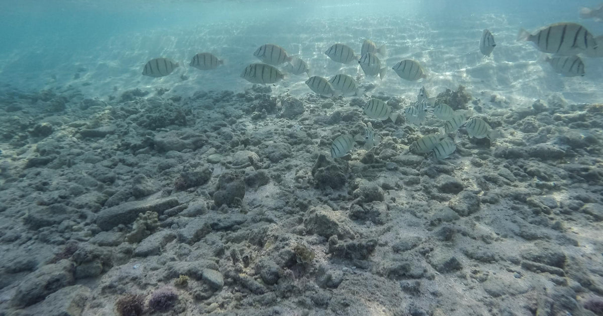 139 photos of Fiji Islands Underwater – Fotoref