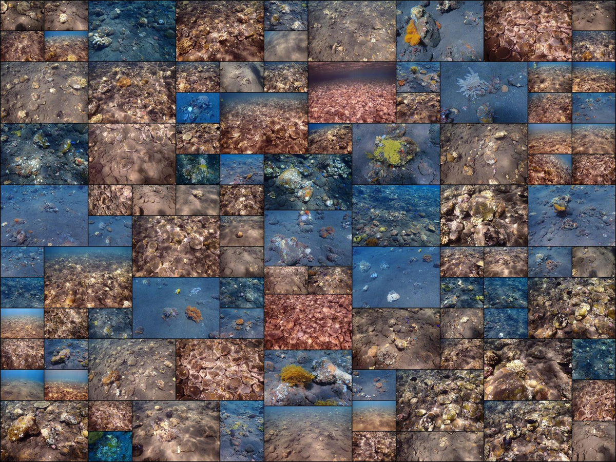 101 photos of Black Coral Spotted Pebble Rocks – Fotoref