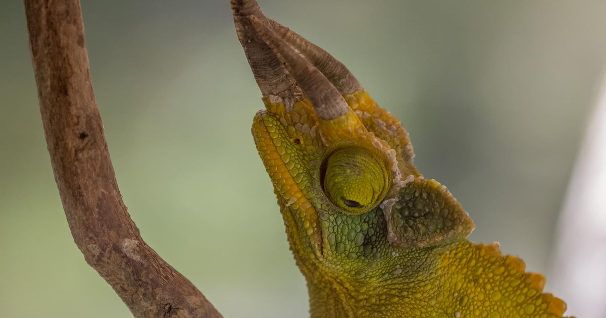 40 photos of Three-Horned Chameleon – Fotoref