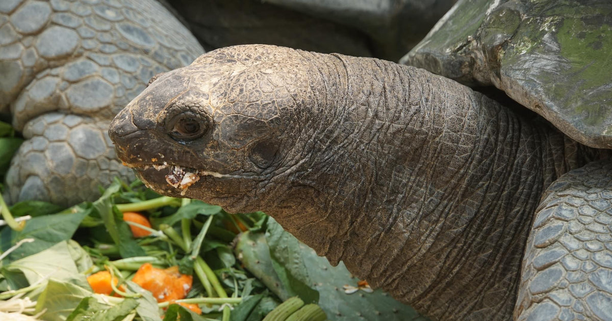 92 photos of Giant Tortoise – Fotoref